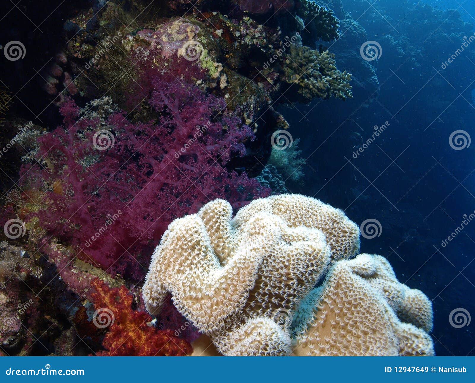 Red Coral stock image. Image of anthias, fish, orange - 12947649