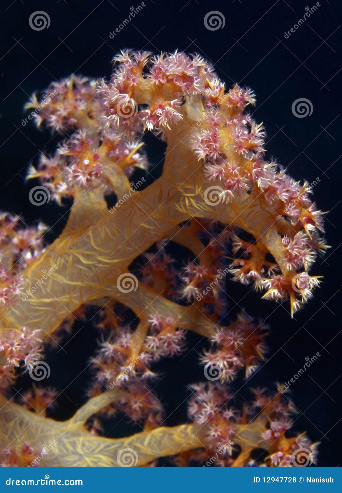 Red Coral stock photo. Image of soft, reef, anthias, divers - 12947728