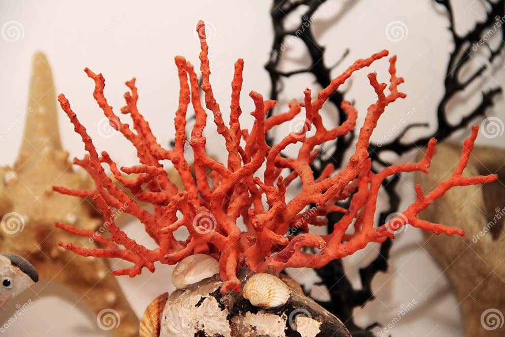 Red Coral stock image. Image of coral, tree, star, corallo - 16429095
