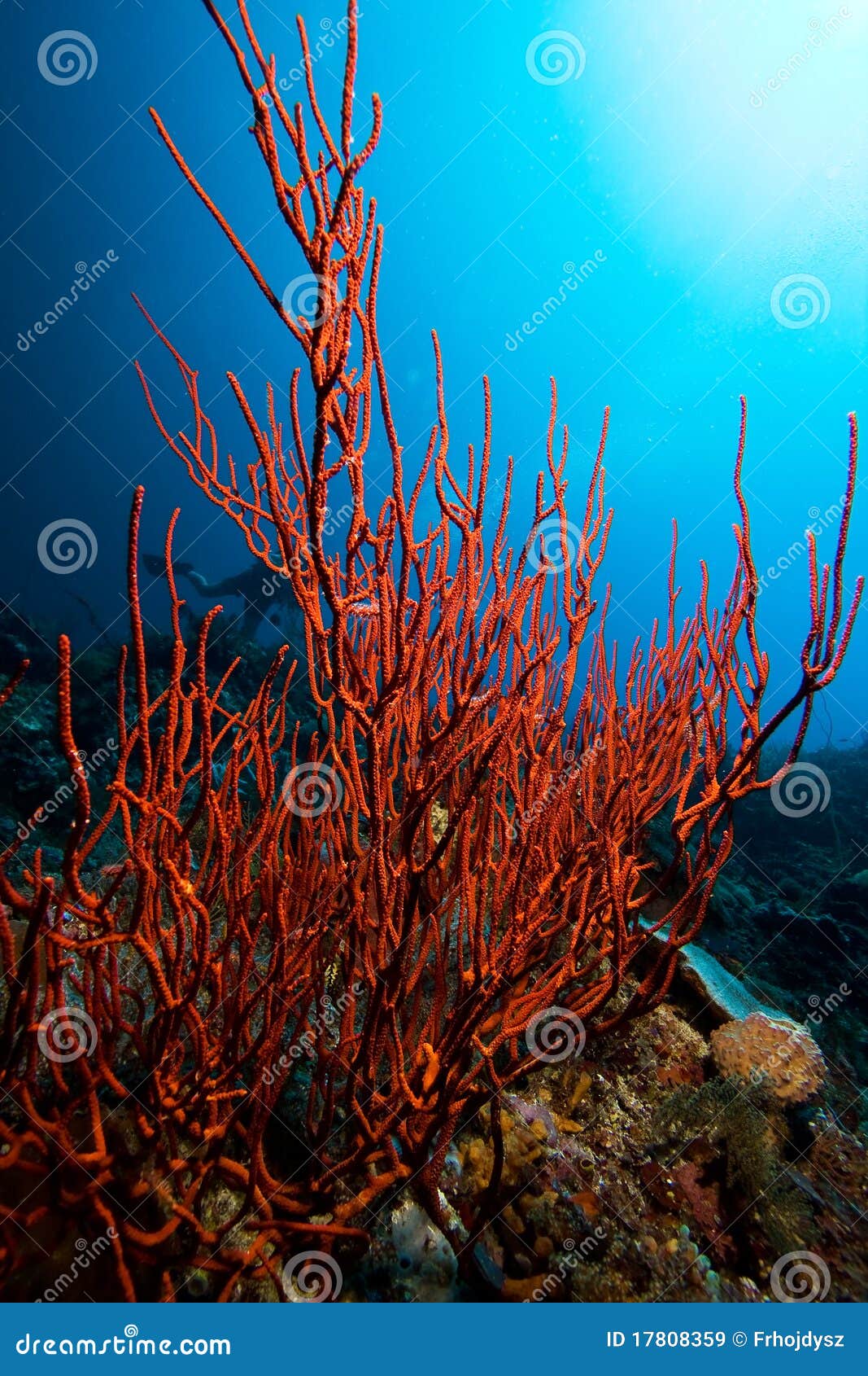 Red coral stock image. Image of bubbles, sunlight, coral - 17808359