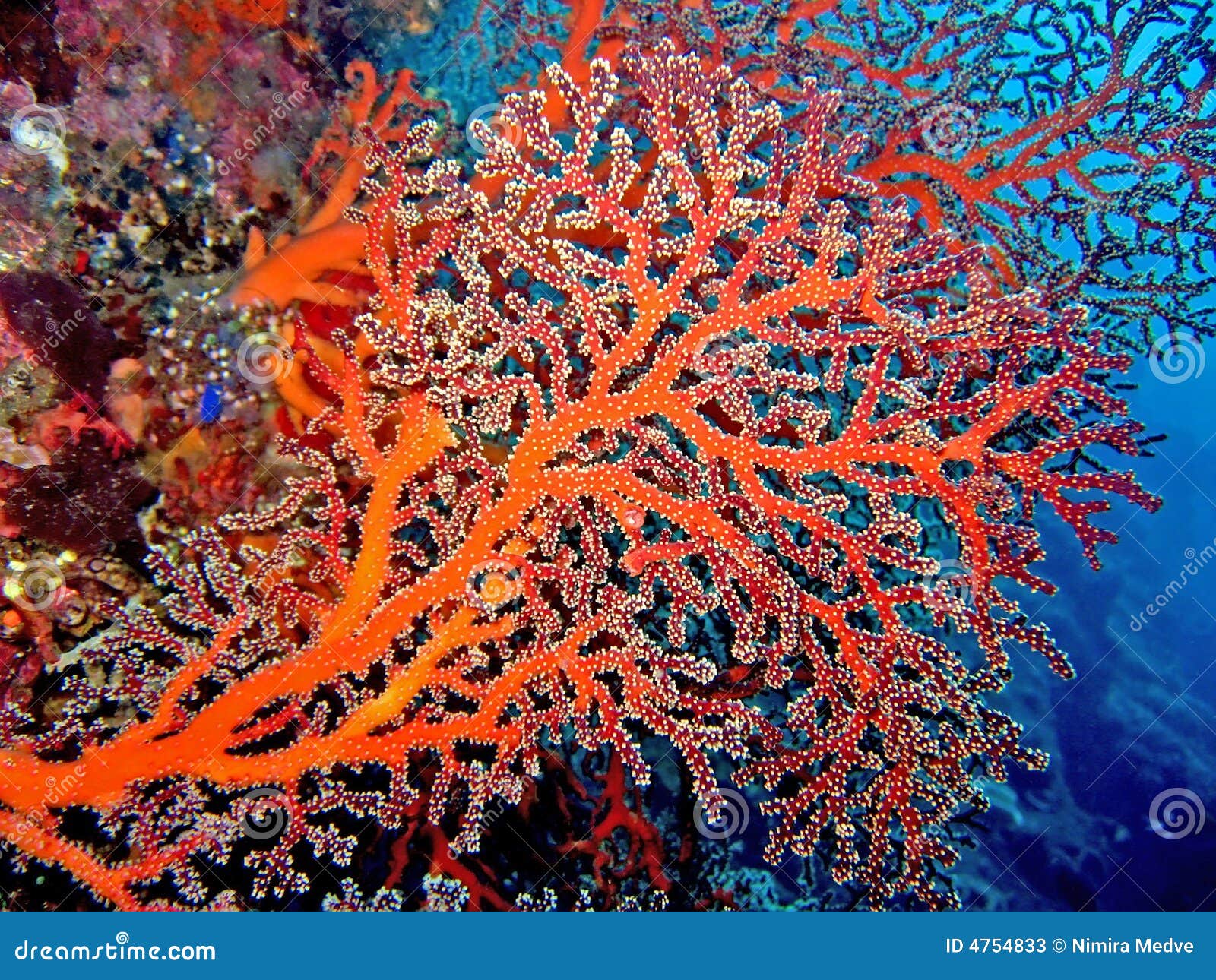 Red coral stock image. Image of branched, oceanlife, bottom - 4754833