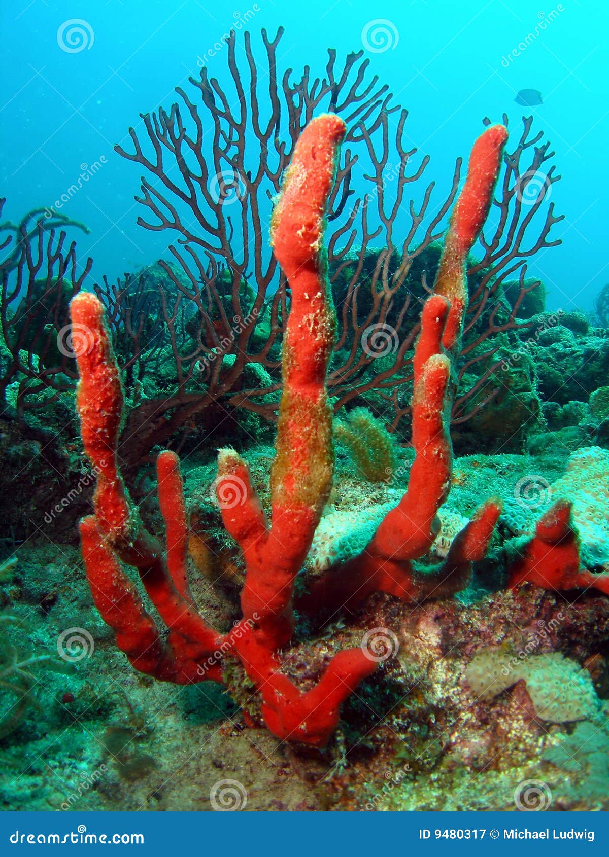 Red Coral stock image. Image of deep, outdoors, light - 9480317