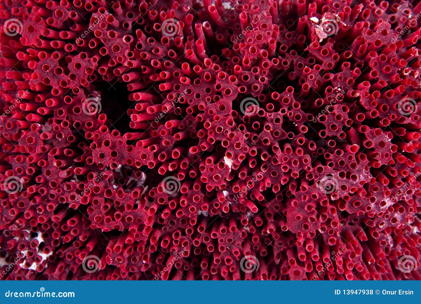 Red coral background stock photo. Image of frame, shot - 13947938