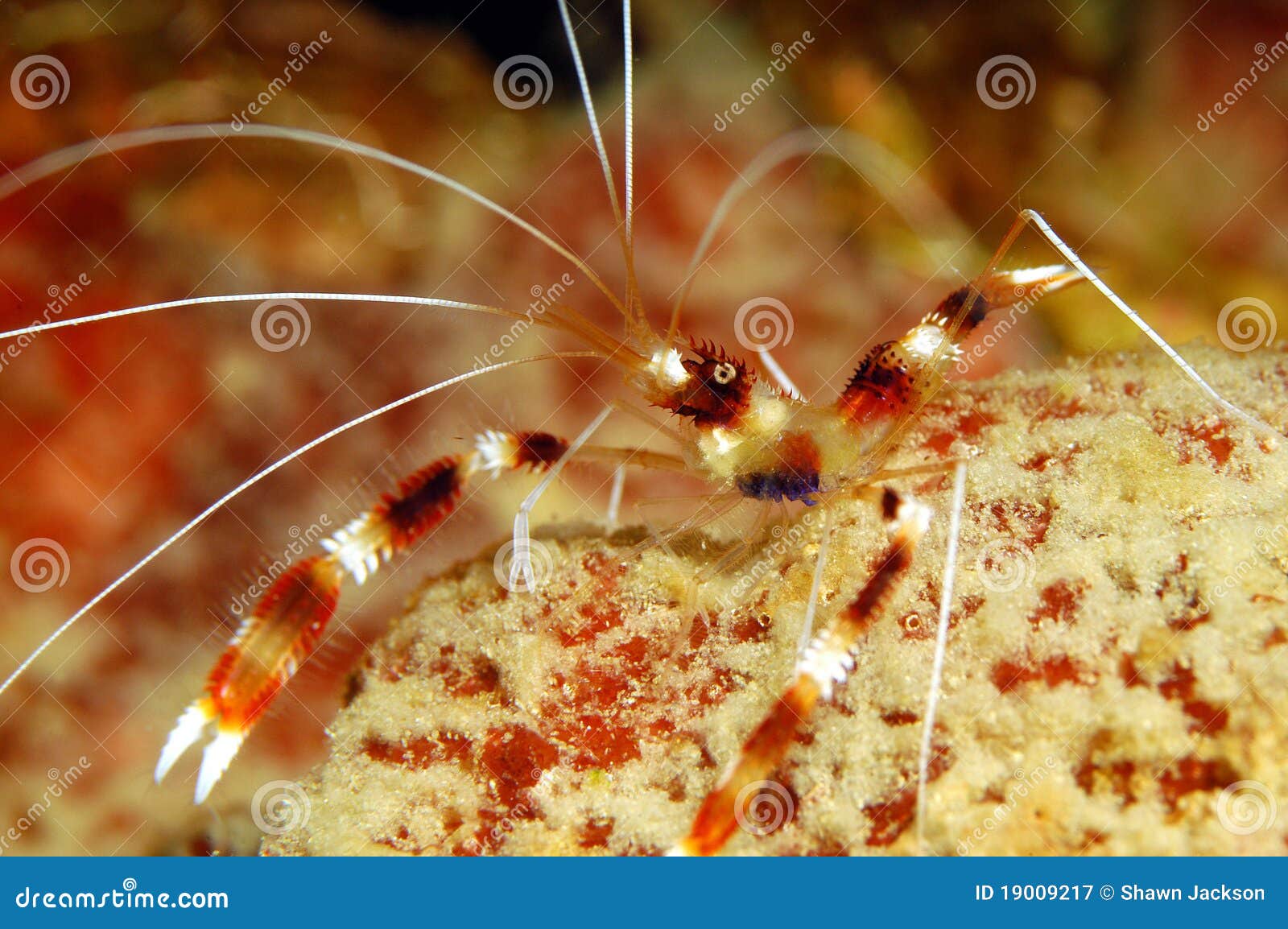 Red or Coral Banded Shrimp stock image. Image of snapping - 19009217