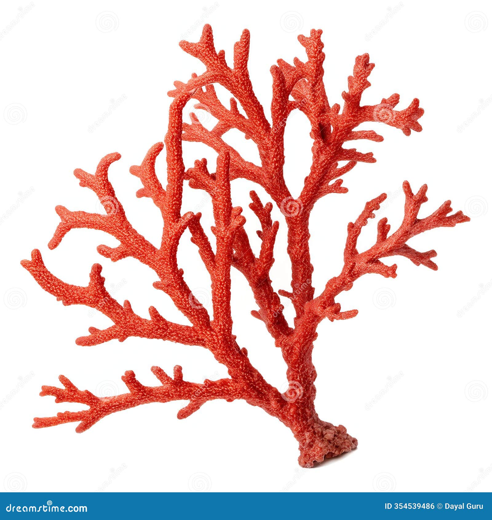 Red Coral Branch Isolated on White Background Stock Illustration ...
