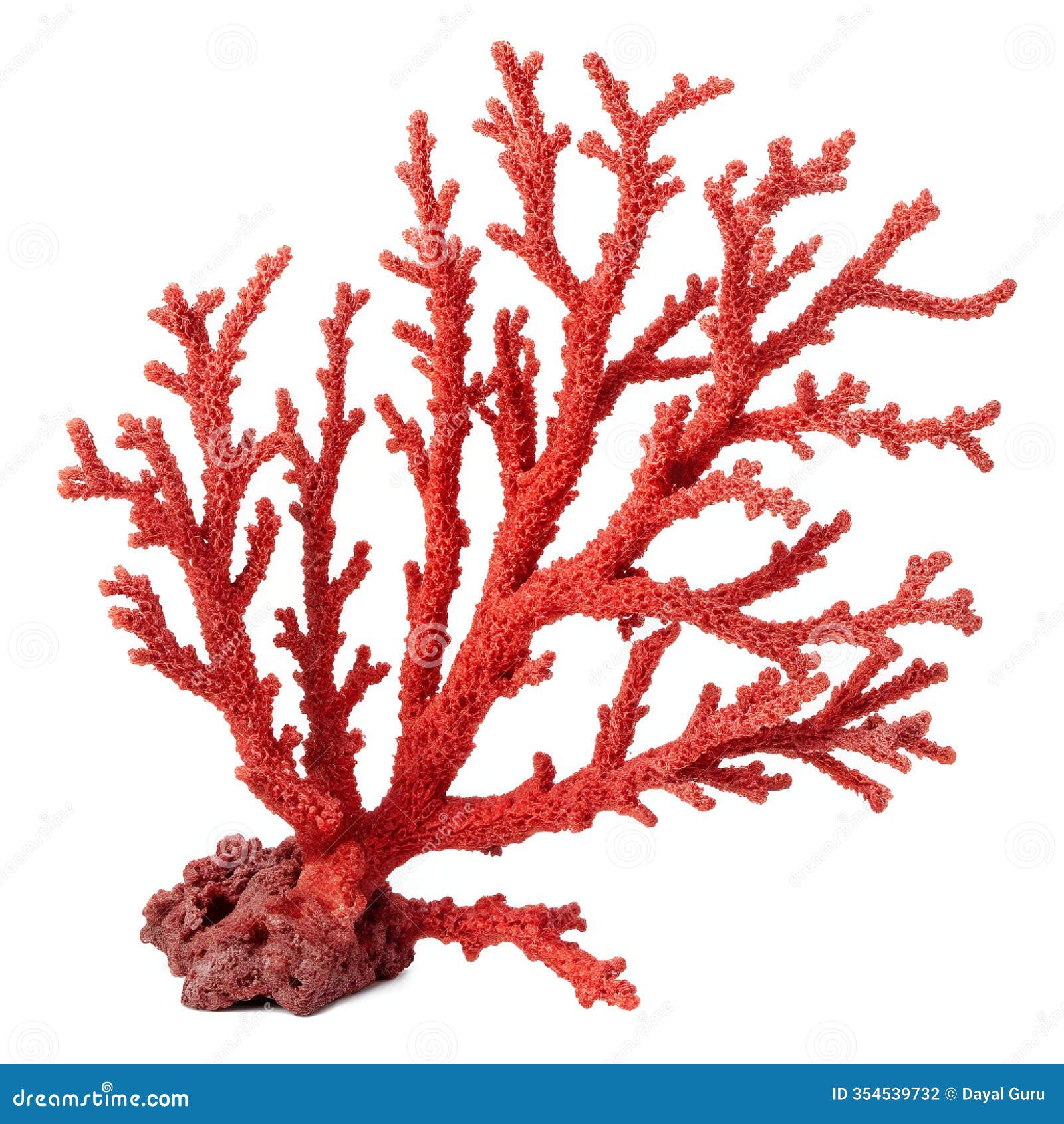Red Coral Branch Isolated on White Background Stock Illustration ...