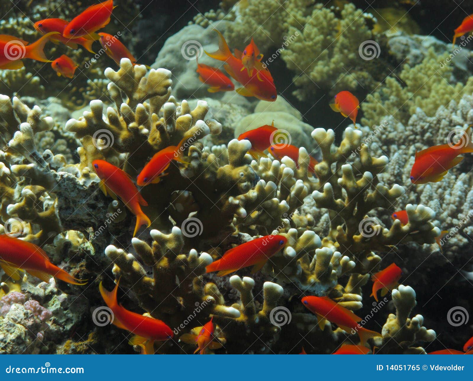 Red Coral Fishes Under Water. Stock Image - Image of egypt, tropical ...