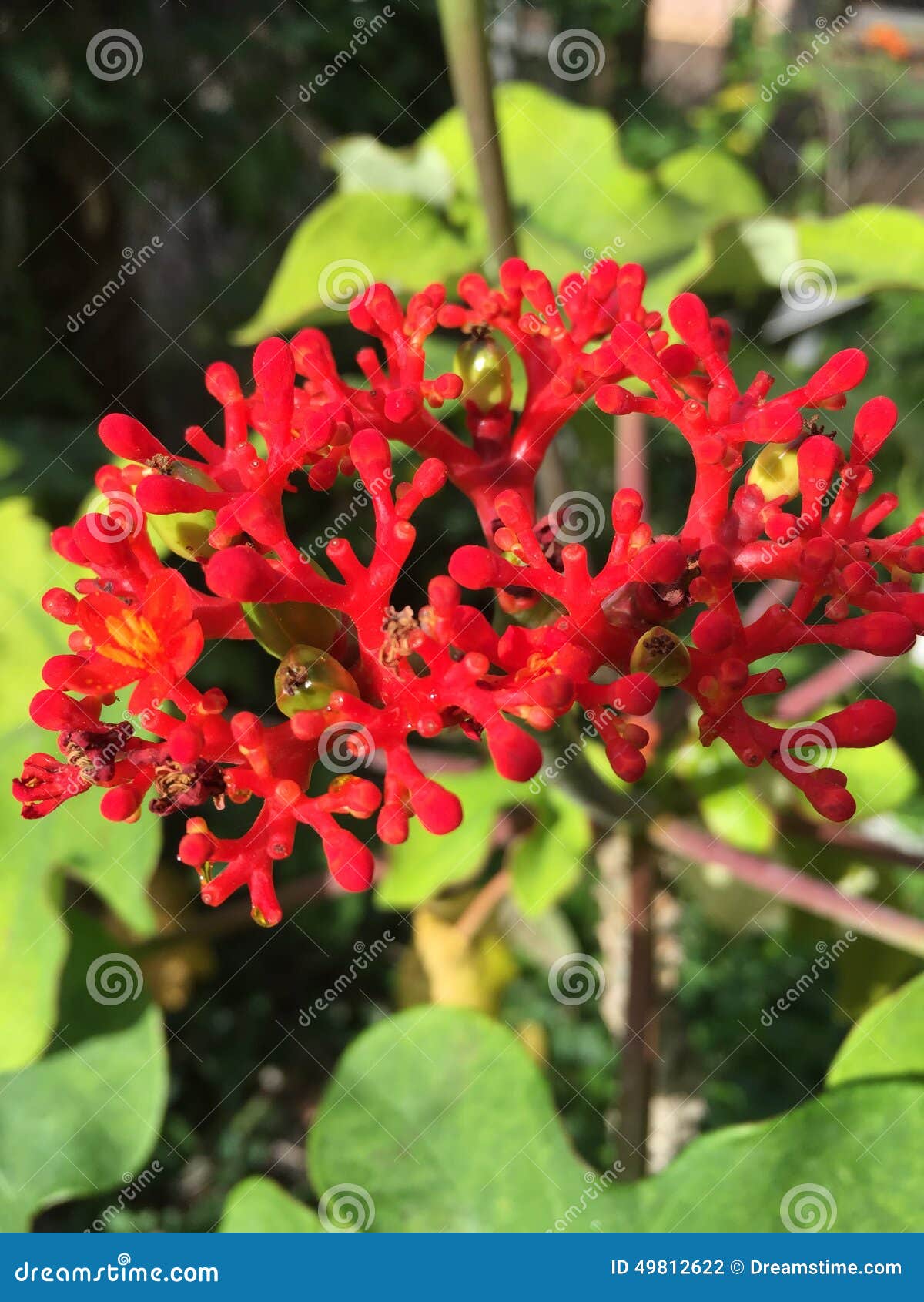 Red coral flower stock photo. Image of coral, nature - 49812622