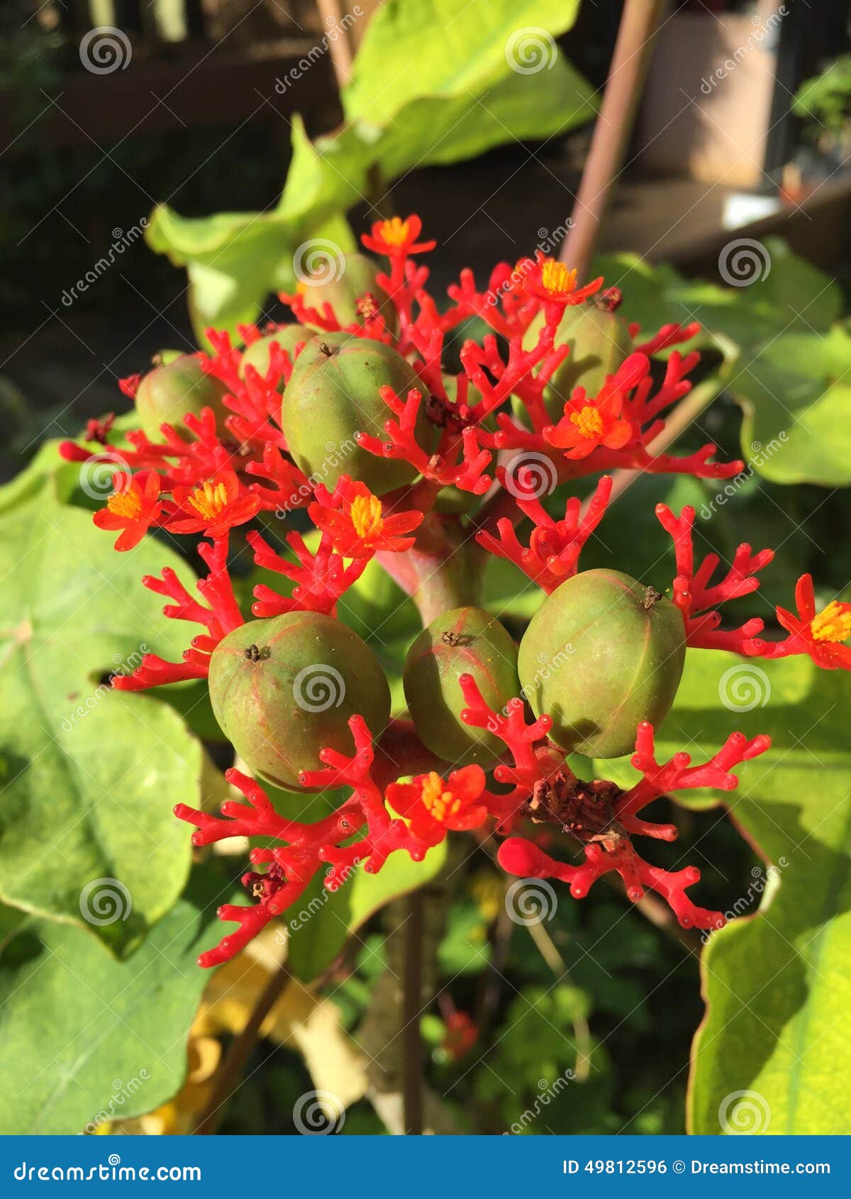 Red coral flower stock photo. Image of nature, coral - 49812596