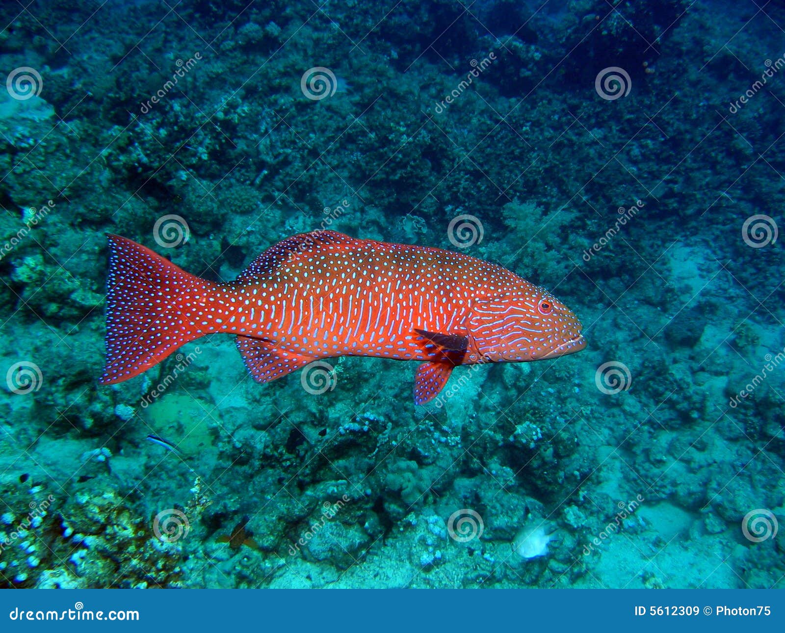 Red coral grouper stock image. Image of meet, fishing - 5612309