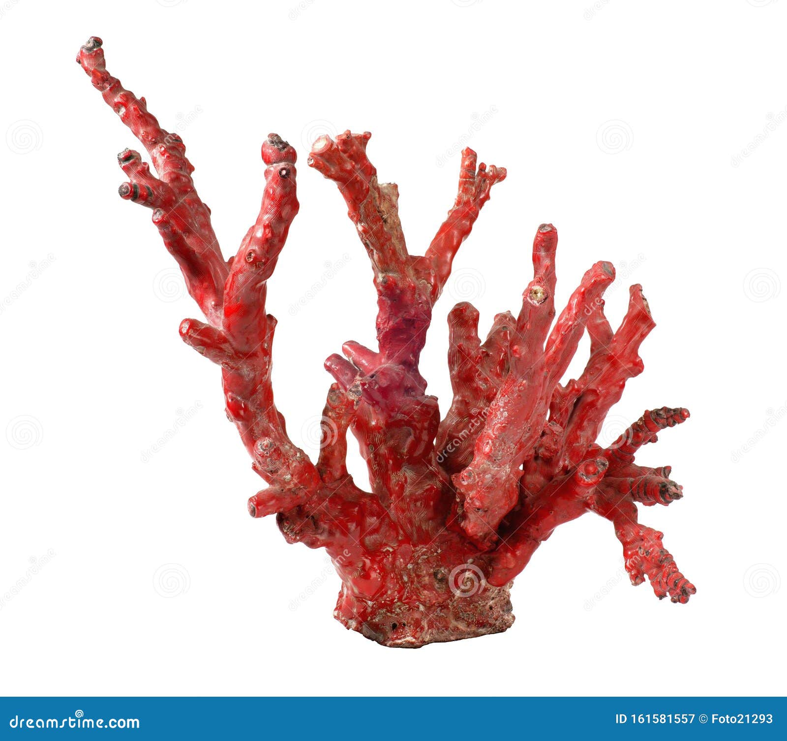 Coral Isolated On A White Background Stock Photography | CartoonDealer ...