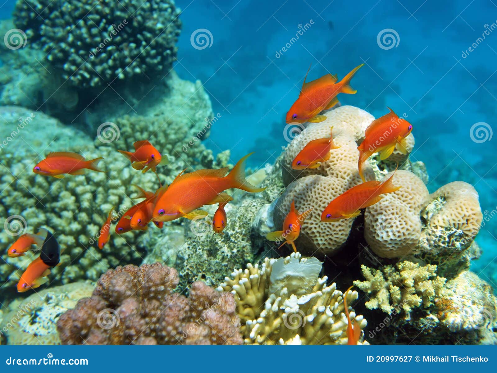 Red coral perch stock image. Image of diving, pursuit - 20997627