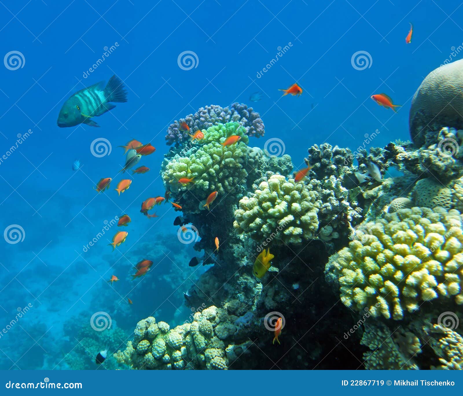 Red coral perch stock image. Image of austriacus, reef - 22867719