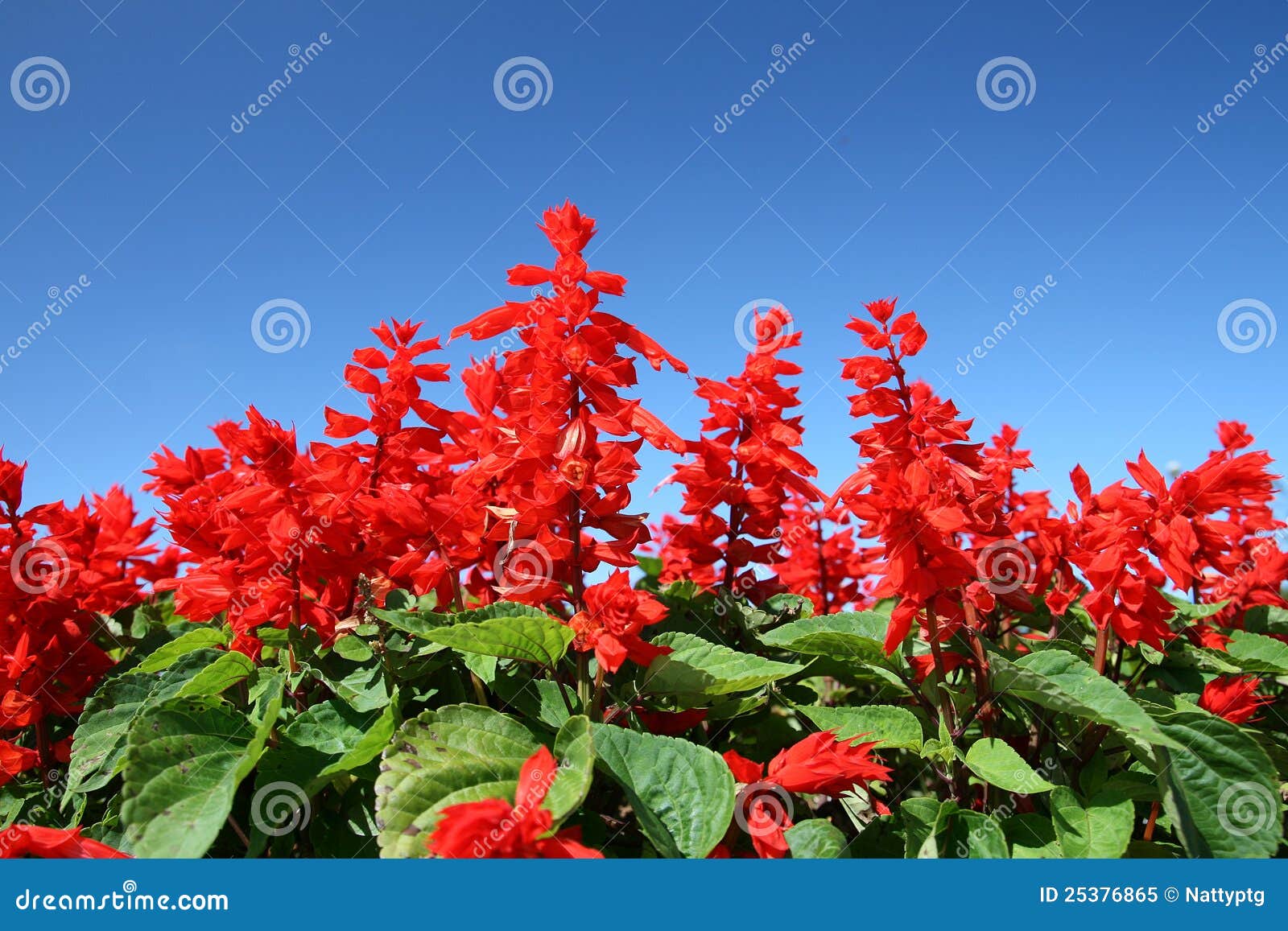 Red Coral Plant stock image. Image of leaf, scenery, blossom - 25376865