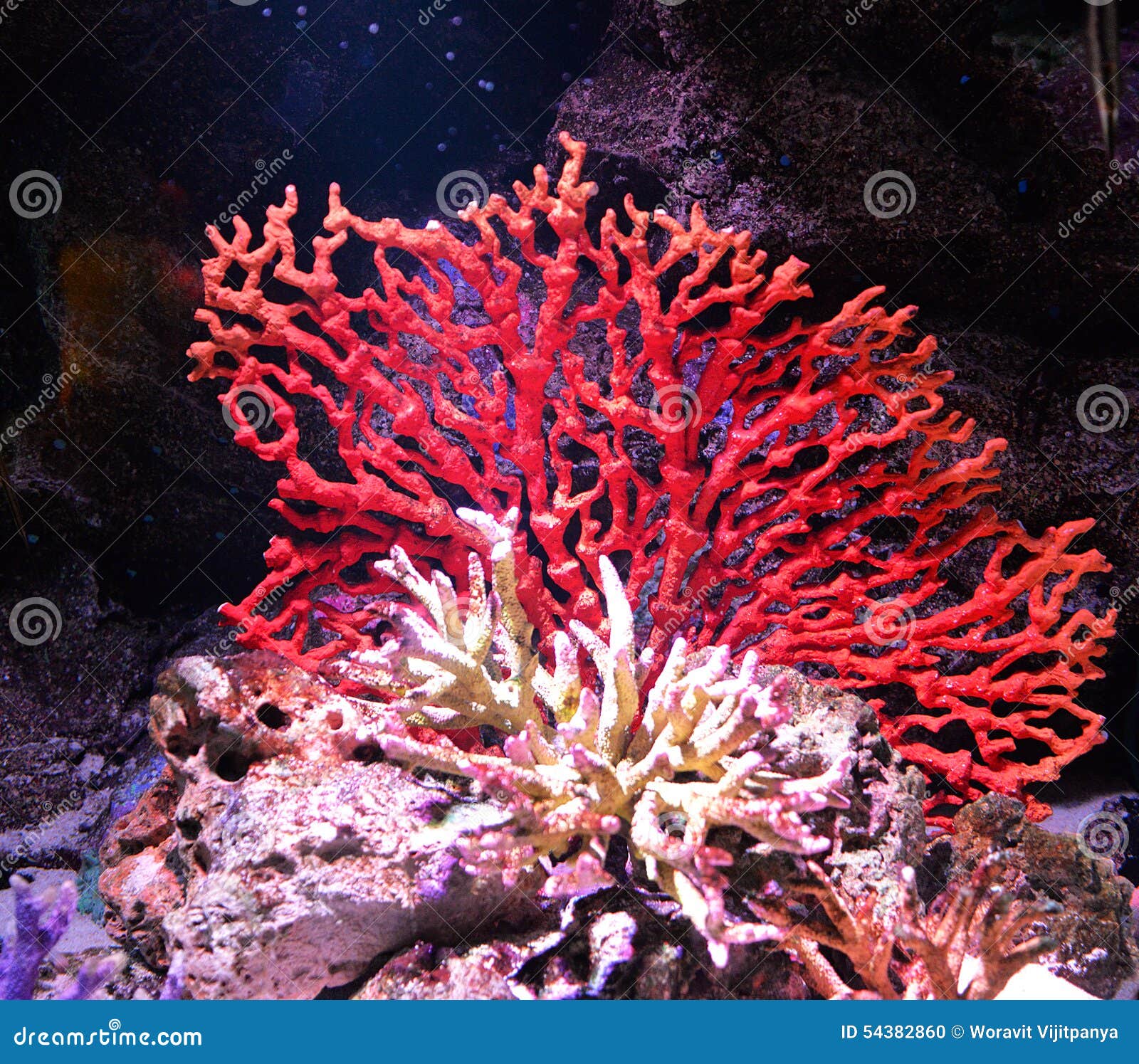 Red coral stock photo. Image of baeumchenkoralle, aegypten - 54382860