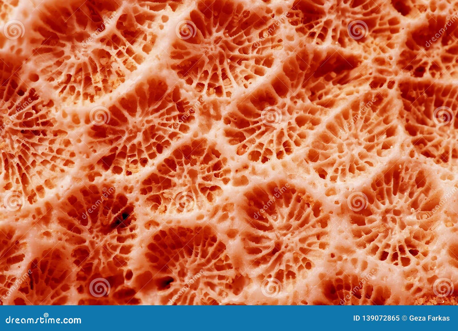 Red coral texture stock image. Image of beautiful, natural - 139072865