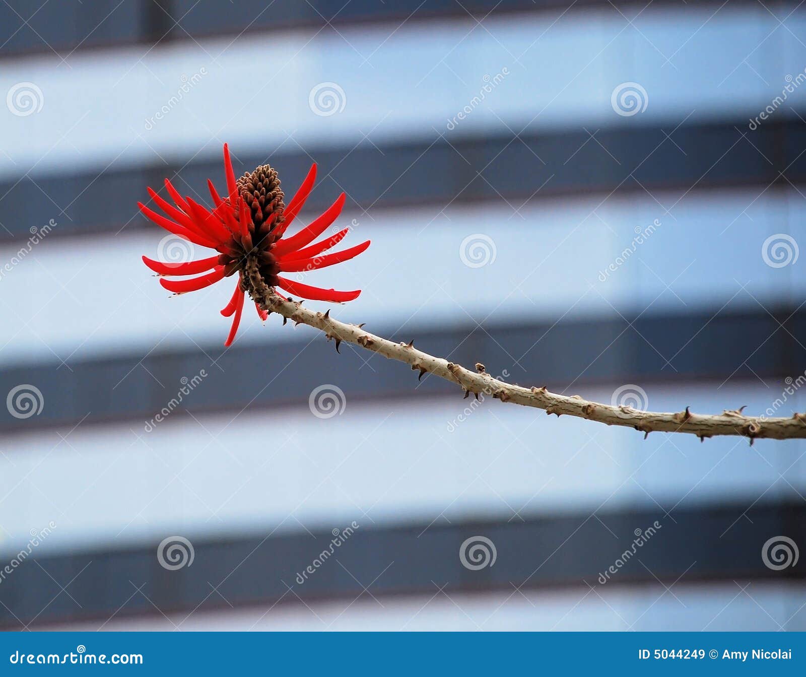 Red Coral Tree Flower stock image. Image of erythrina - 5044249