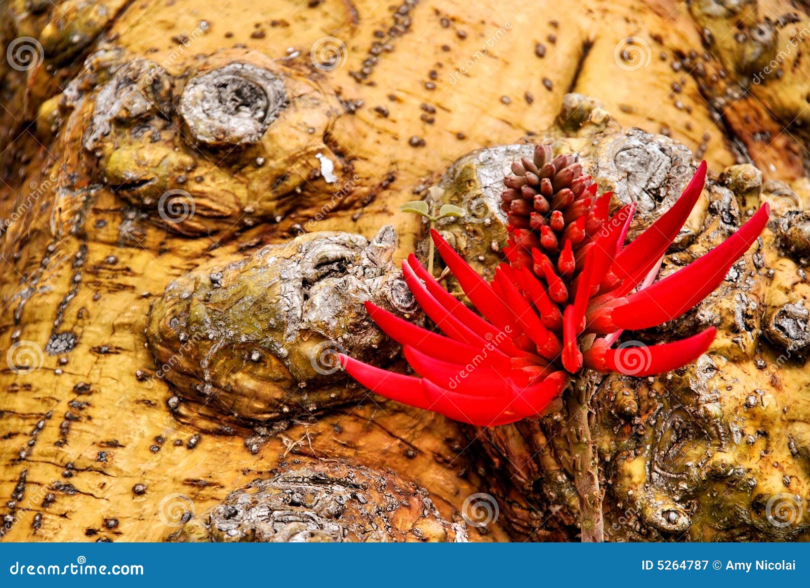 Coral Tree In Flower Royalty-Free Stock Photo | CartoonDealer.com #11217915