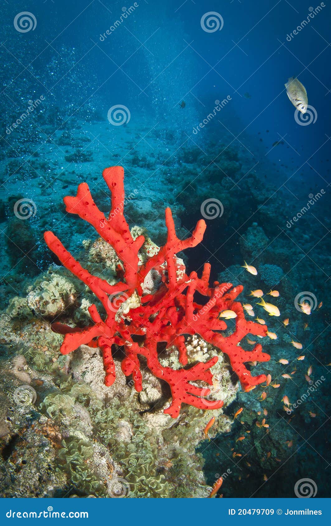 Red coral on tropical reef stock image. Image of dahab - 20479709