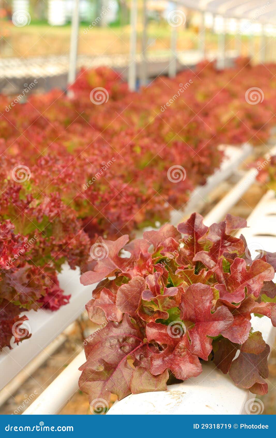 Red coral vegetable stock image. Image of food, fresh - 29318719