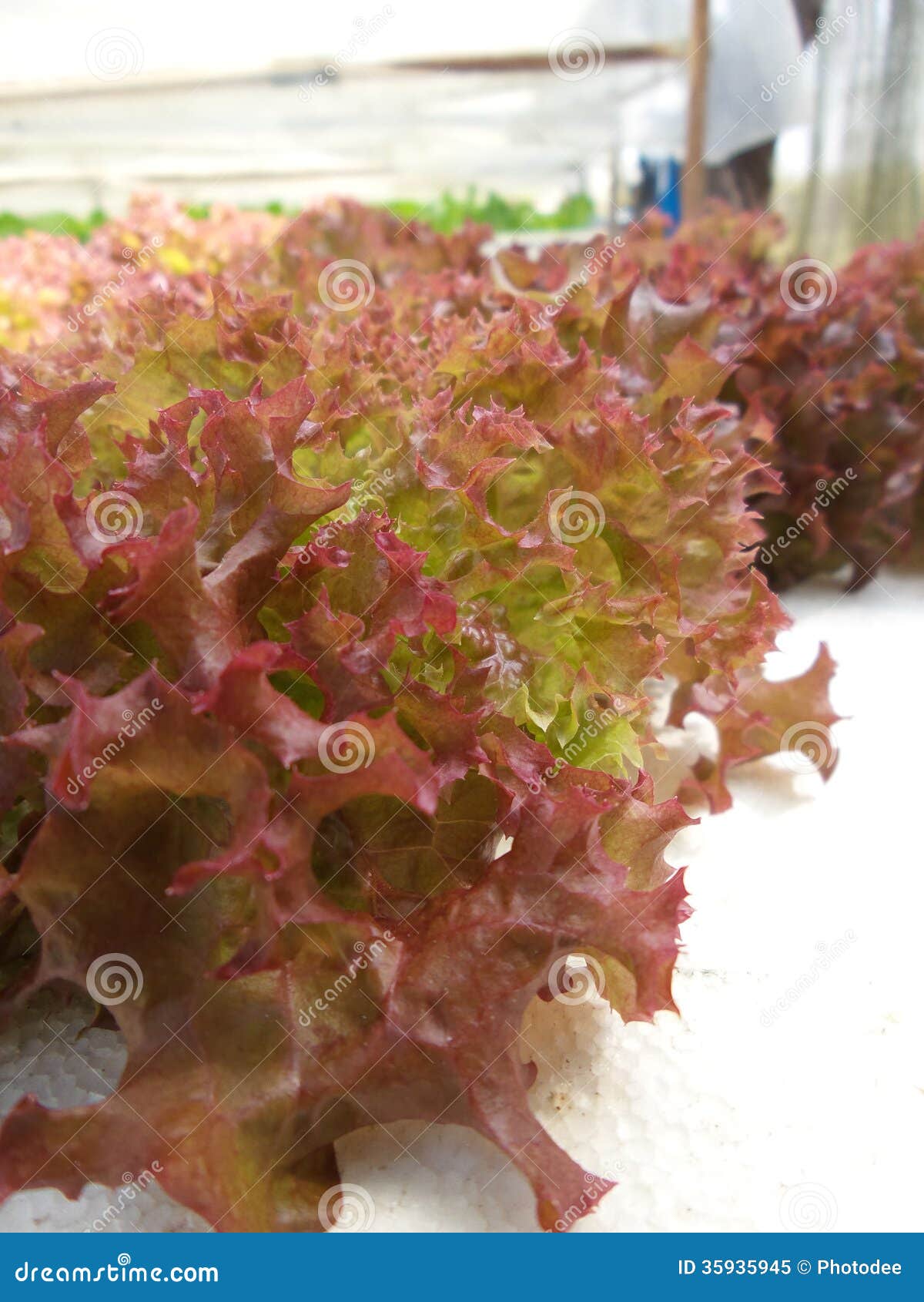 Red coral vegetable stock image. Image of lettuce, health - 35935945