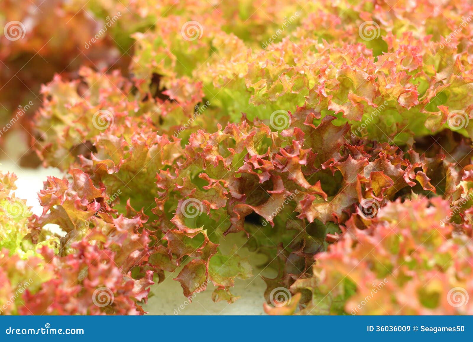 Red Coral Vegetable in Hydroponic Farm Stock Image - Image of ...