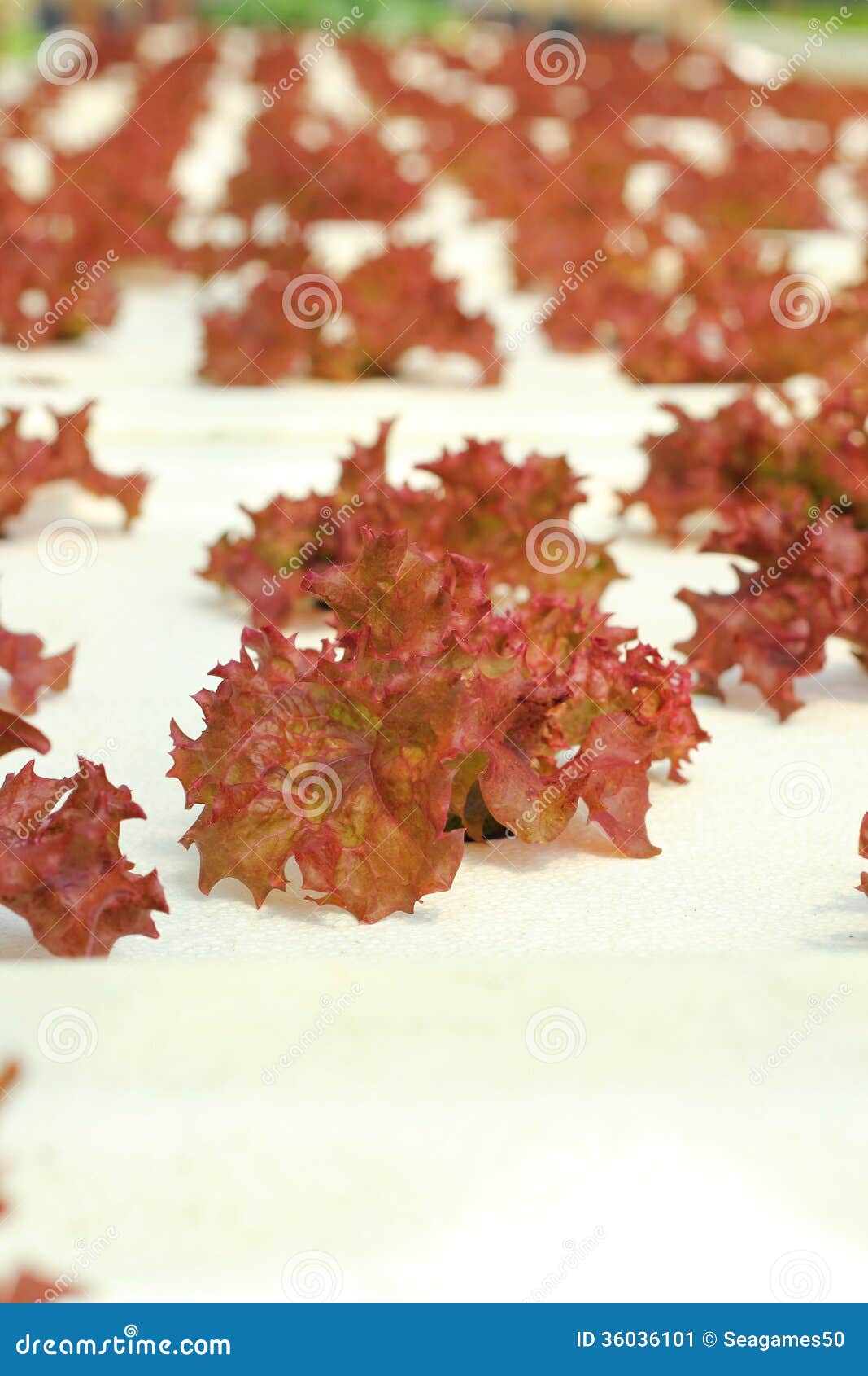 Red Coral Vegetable in Hydroponic Farm Stock Image - Image of ...