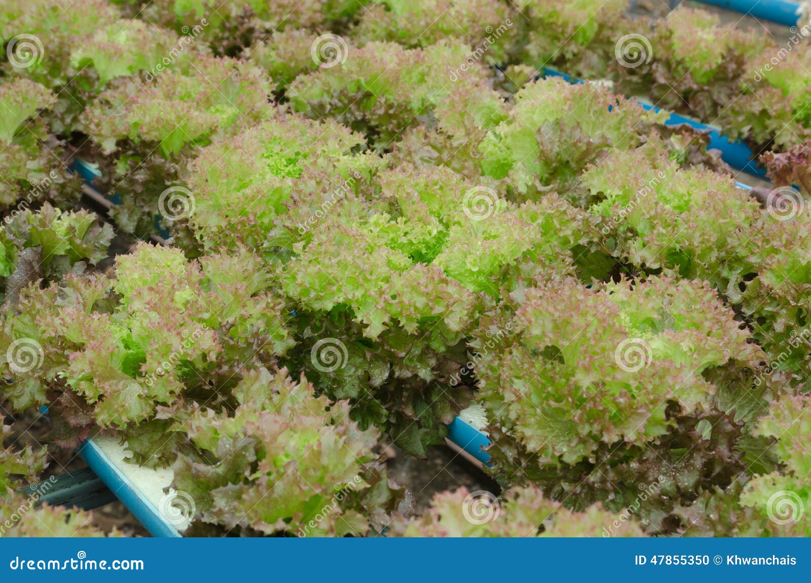 Red coral vegetable stock photo. Image of lettuce, hydroponic - 47855350