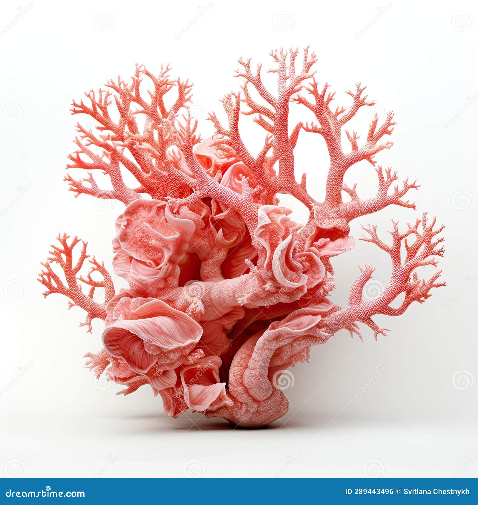 Red Corals Composition, Sea Life Objects, Isolated on White Background ...