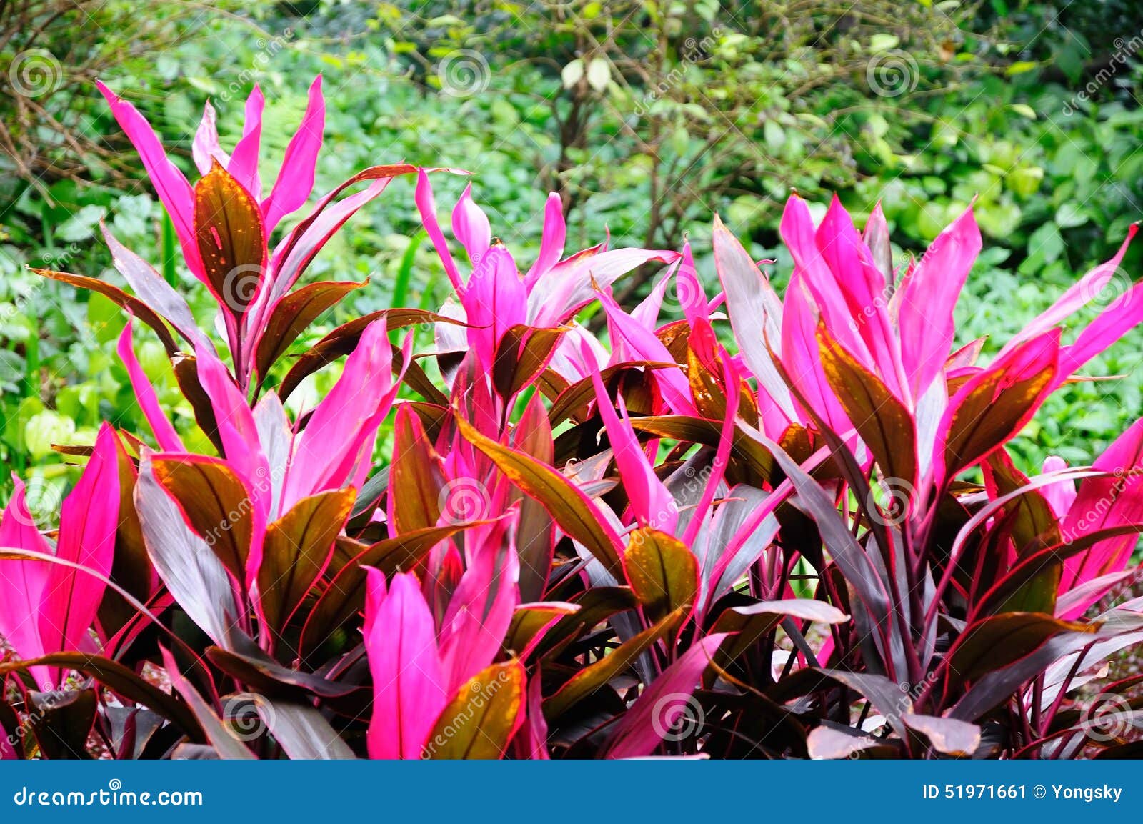 Red Cordyline Terminalis Stock Photo | CartoonDealer.com #51971661