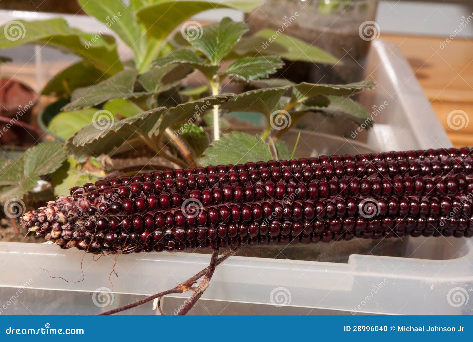 Red corn stock photo. Image of reddish, harvested, dark - 28996040