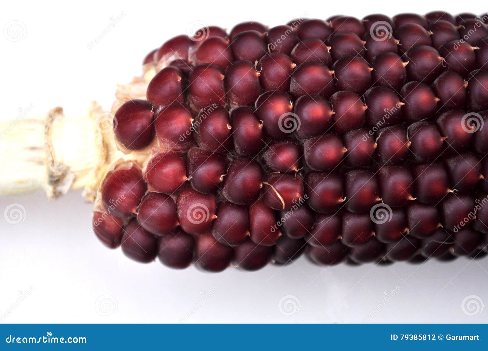 Red corn cob stock photo. Image of harvest, corn, white - 79385812