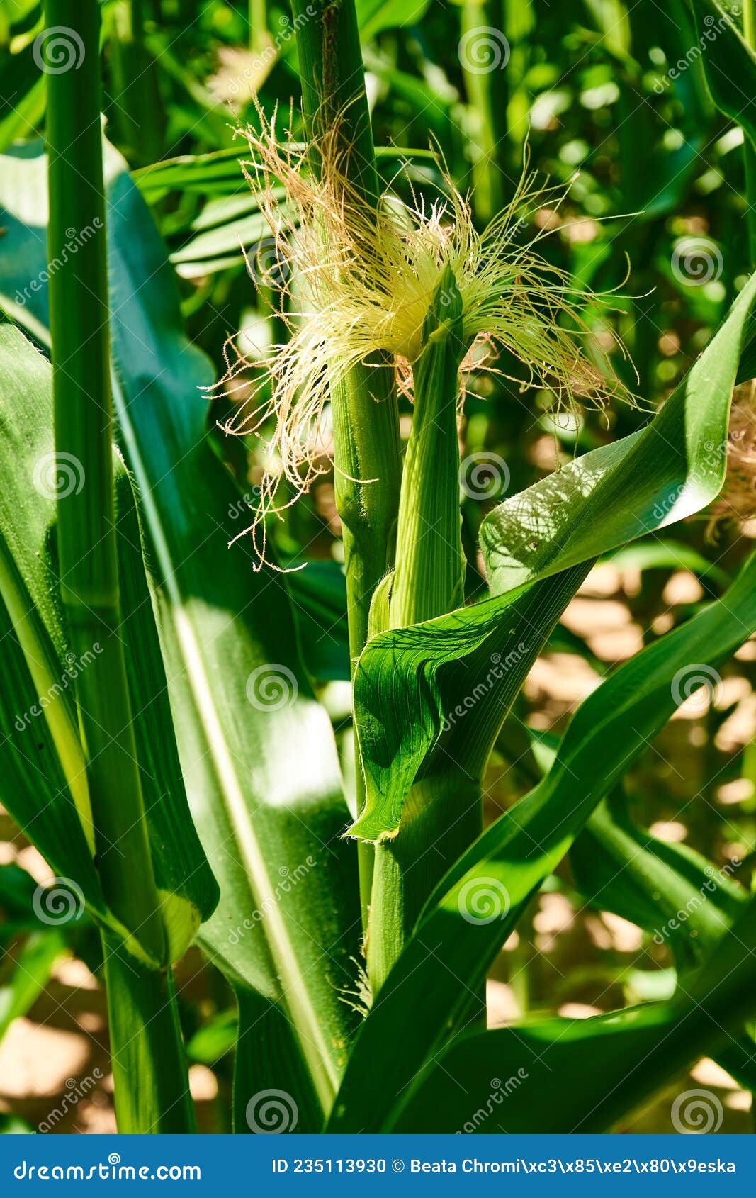Red corn cob on the field stock photo. Image of crop - 235113930