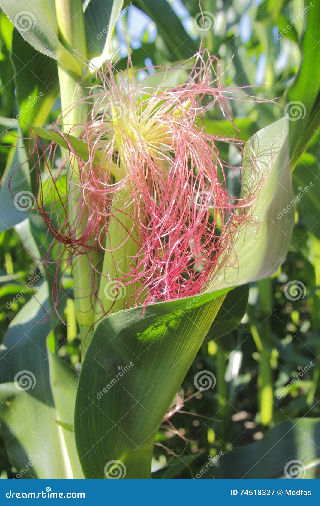 Red Corn Cob Silk stock image. Image of food, reddish - 74518327