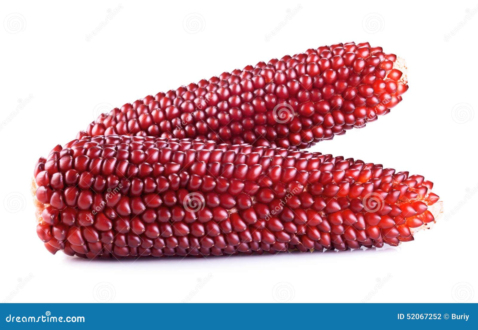 Red corn stock photo. Image of fall, american, festive - 52067252