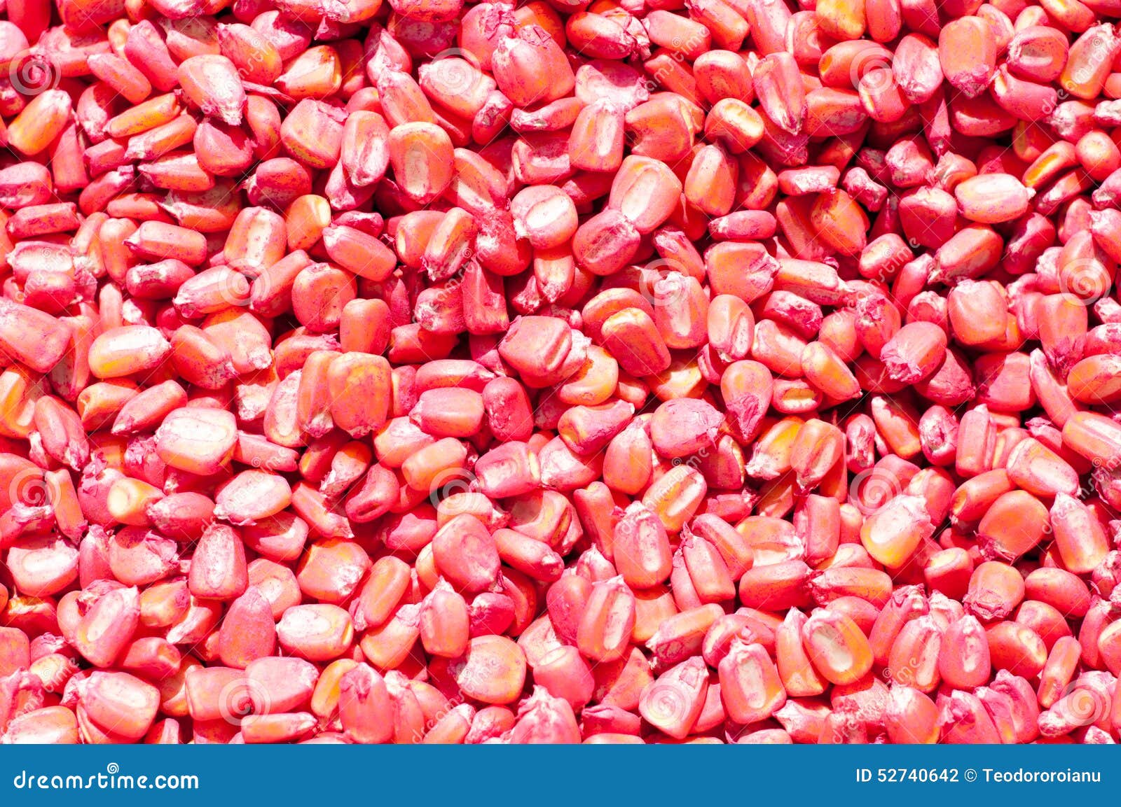 Red corn granes stock photo. Image of bunch, delicious - 52740642