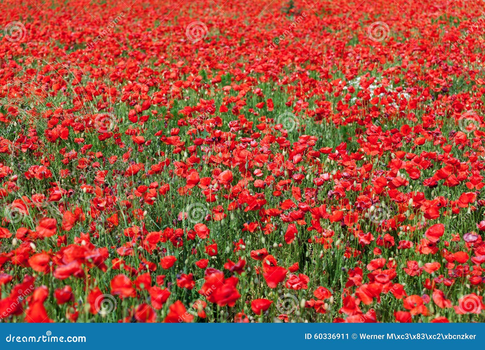 Red corn poppies stock image. Image of grain, summer - 60336911
