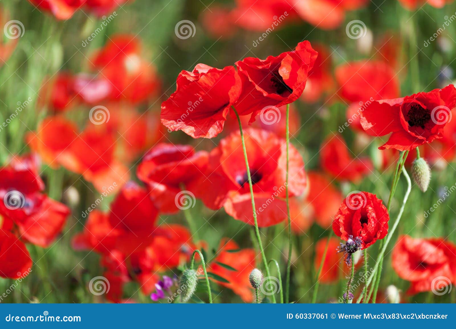 Red corn poppies stock image. Image of spring, closeup - 60337061