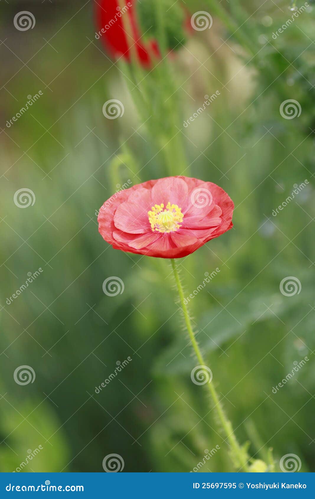 Red corn poppy stock image. Image of rhoeas, green, leaf - 25697595