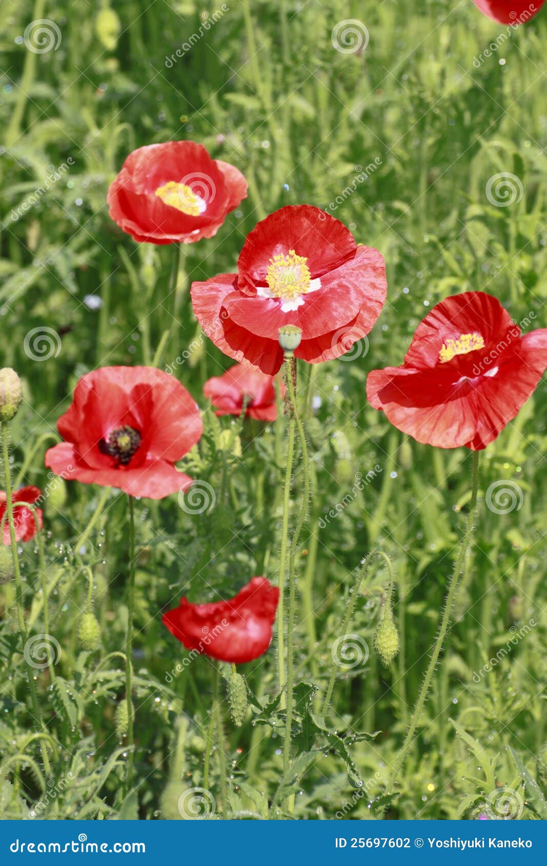 Red corn poppy stock photo. Image of wildflower, blossom - 25697602