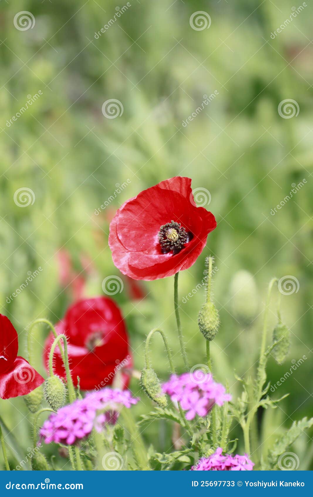 Red corn poppy stock image. Image of papaver, nature - 25697733
