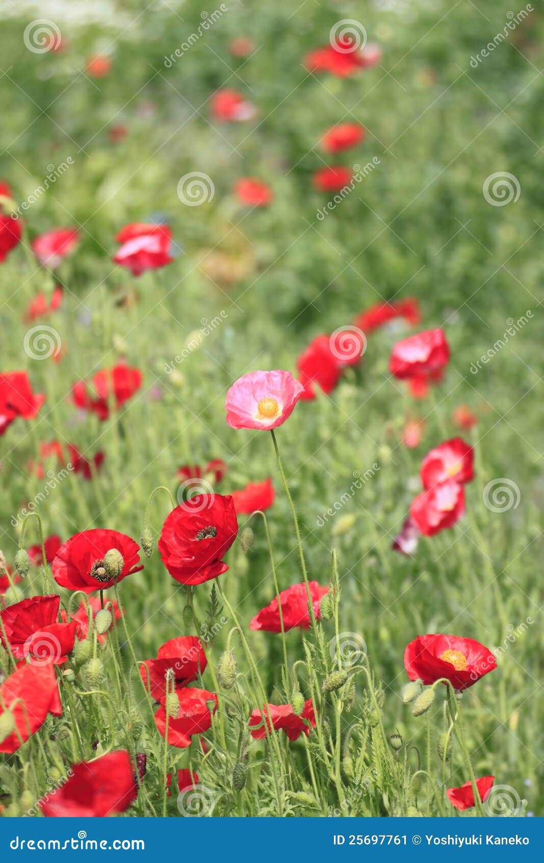 Red corn poppy stock image. Image of botanical, idyllic - 25697761