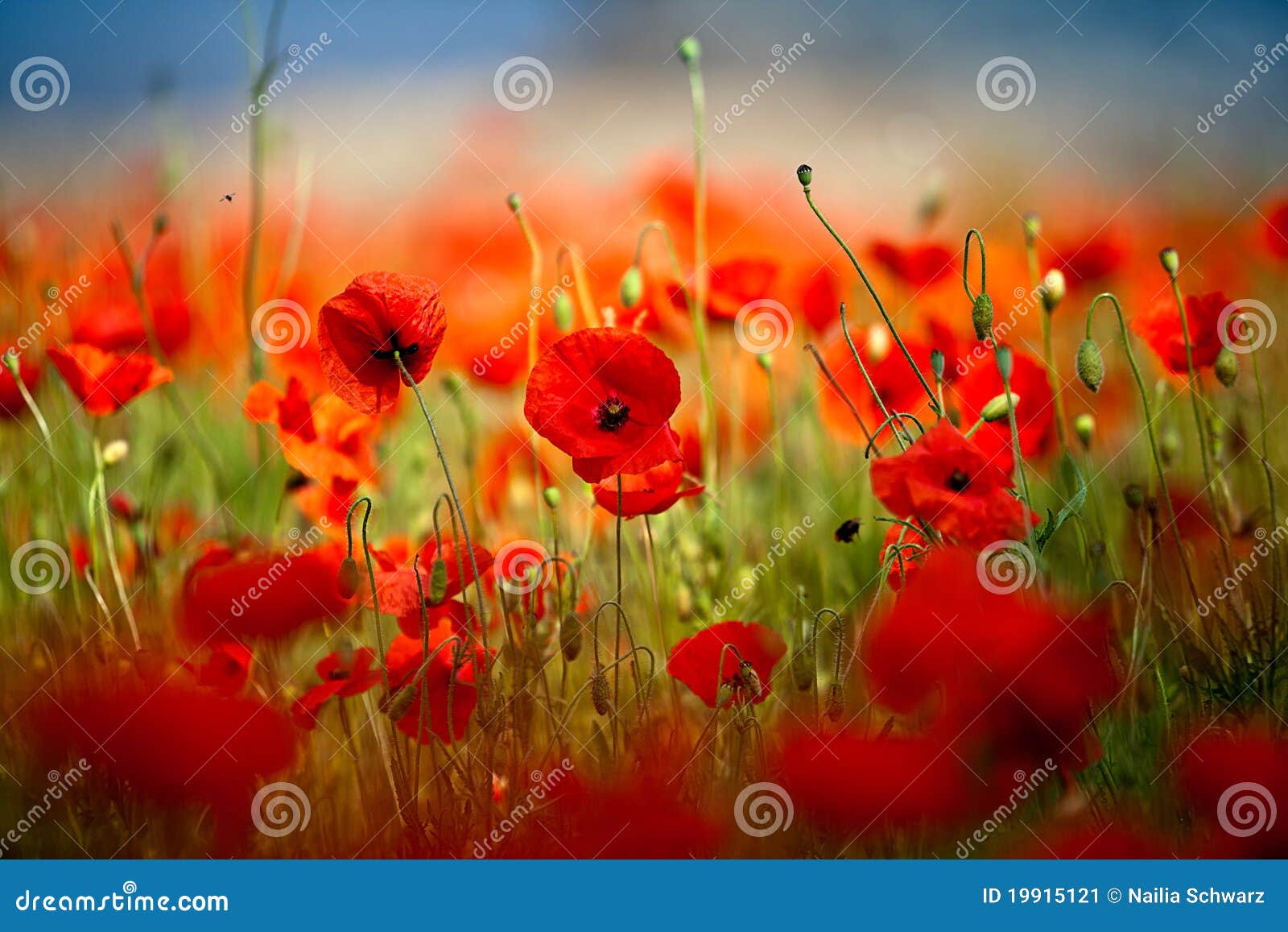 Red Corn Poppy Flowers stock image. Image of rhoeas, green - 19915121