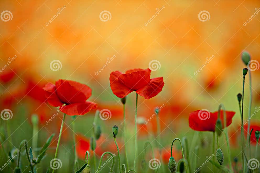 Red Corn Poppy Flowers stock photo. Image of plants, color - 19915136