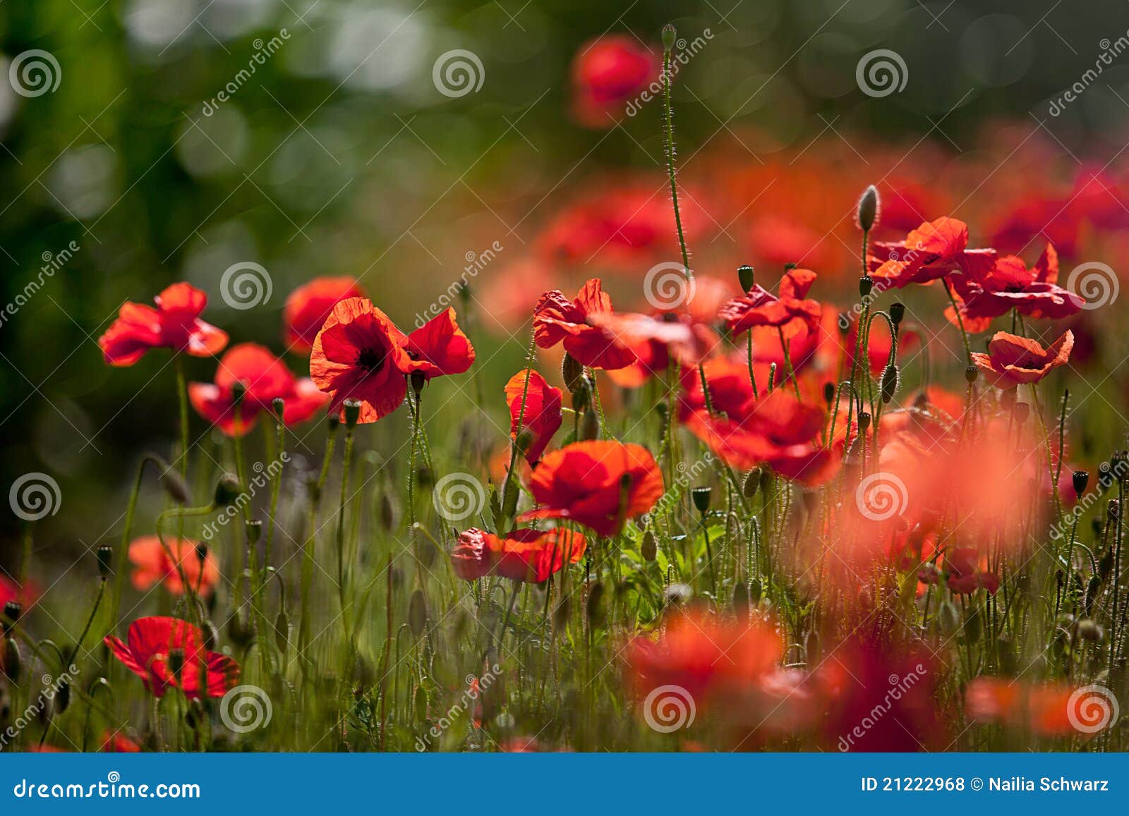 Red Corn Poppy Flowers stock photo. Image of grow, artistic - 21222968