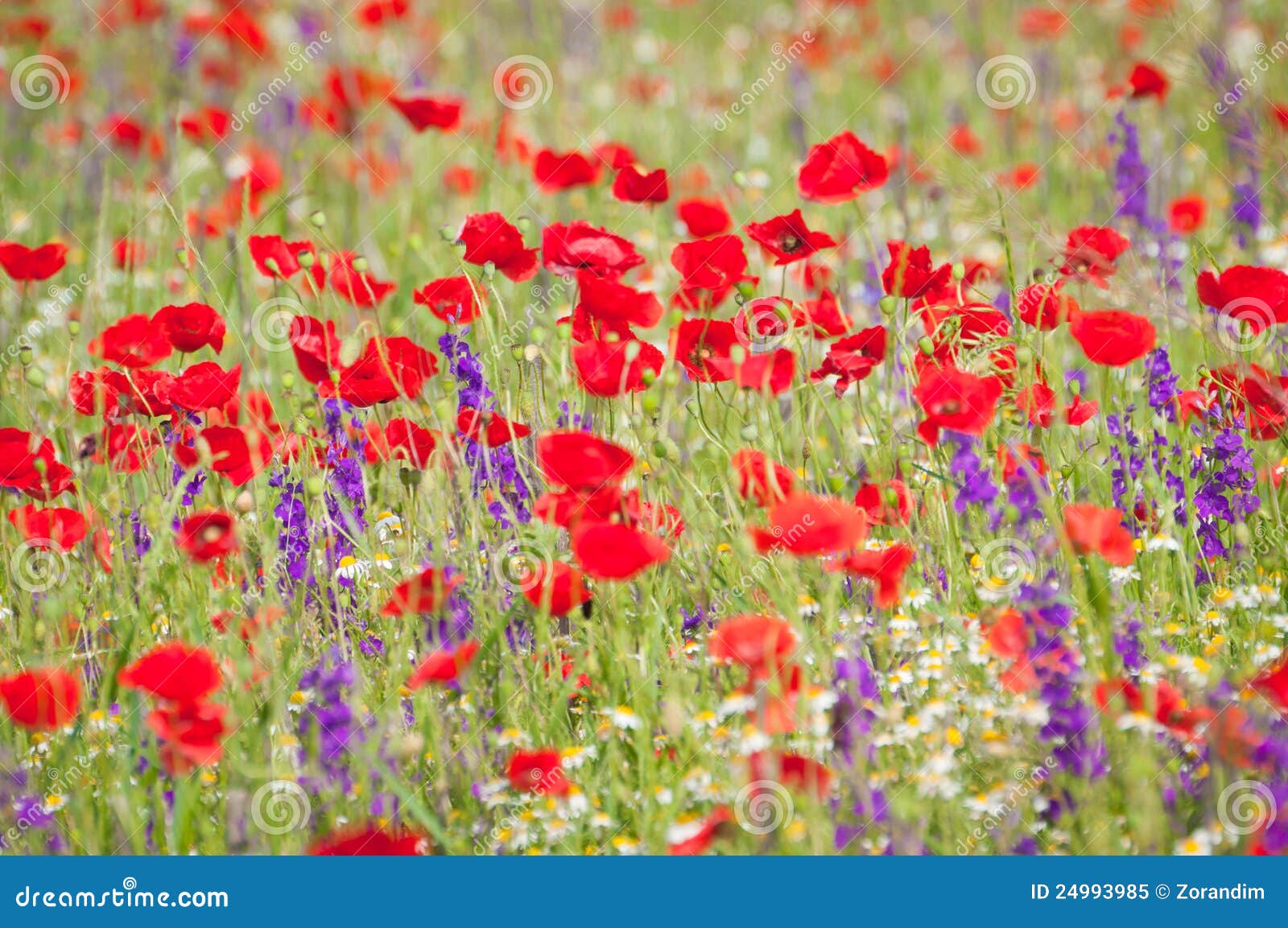 Red Corn Poppy Flowers stock image. Image of nature, beauty - 24993985