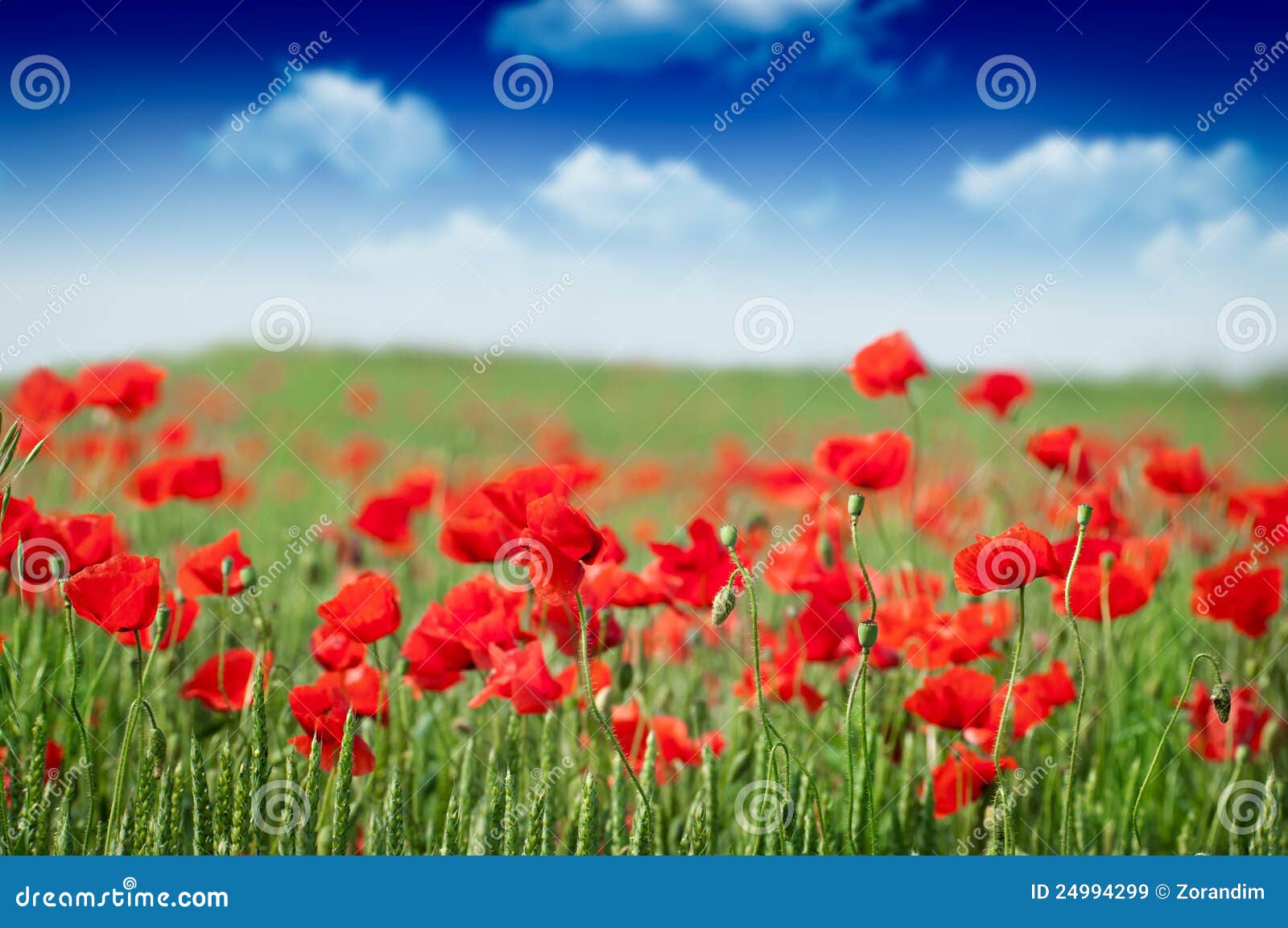 Red Corn Poppy Flowers stock image. Image of grass, green - 24994299