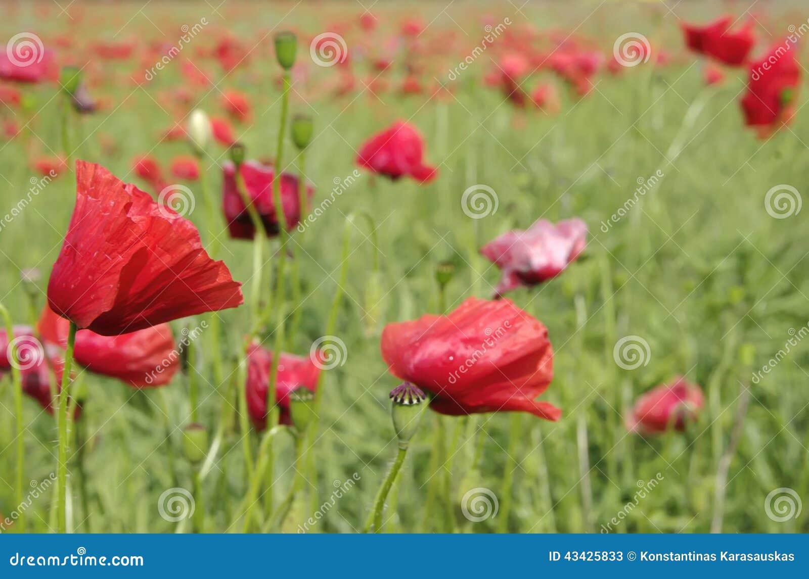 Red corn poppy flowers stock image. Image of luminous - 43425833