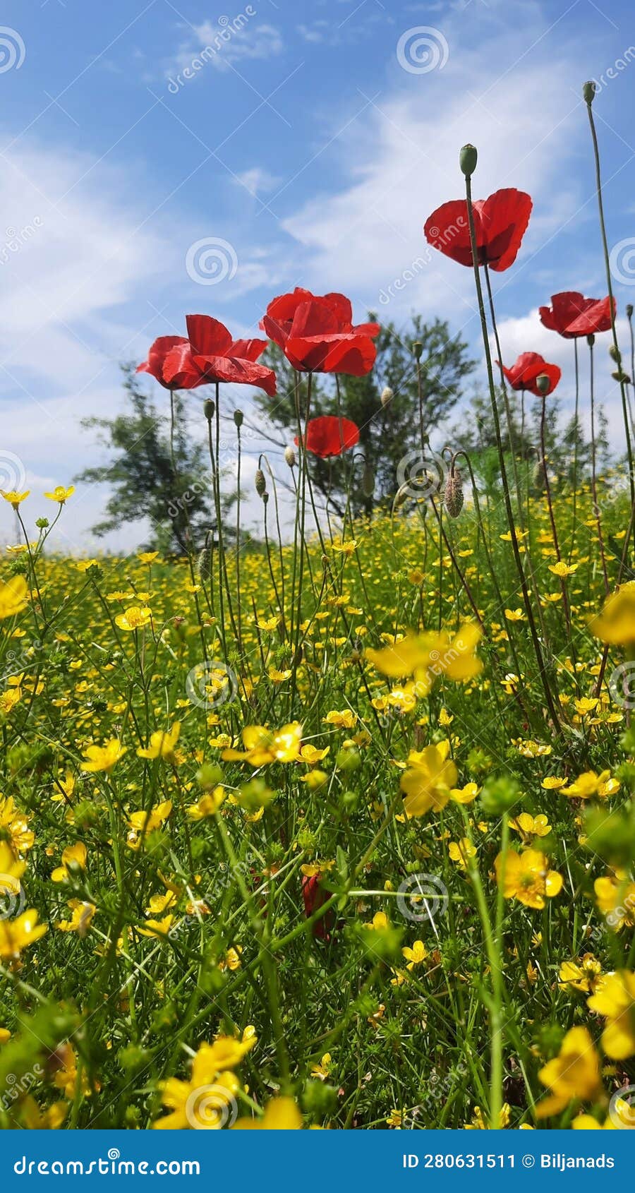Red corn roses stock image. Image of colorful, color - 280631511