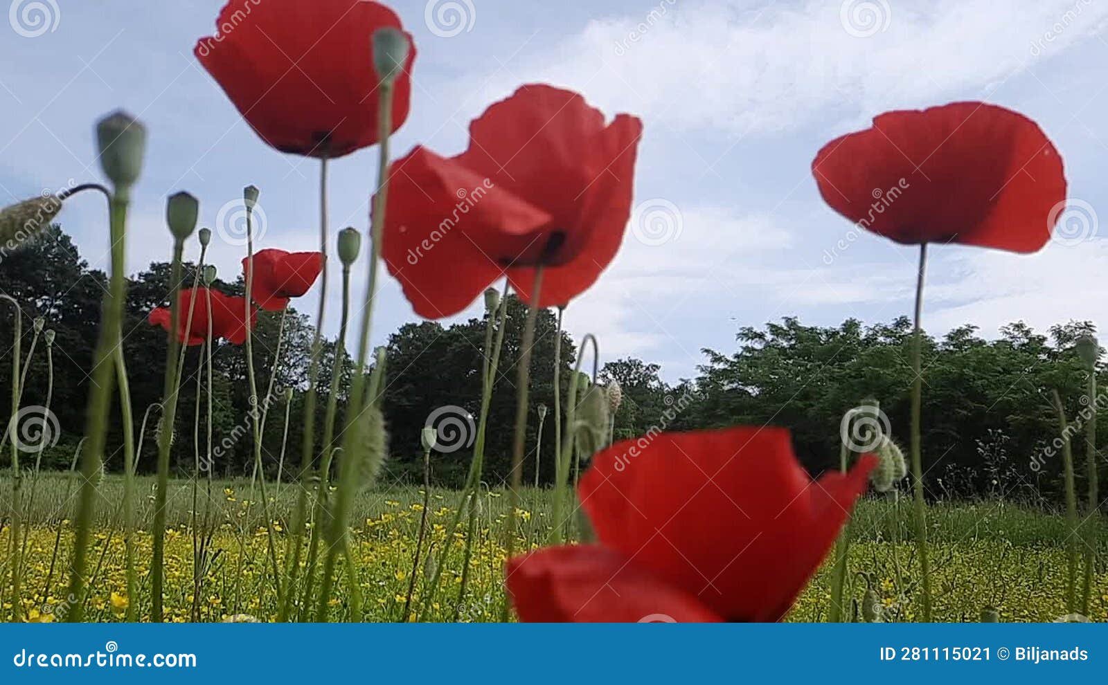 Red corn roses stock video. Video of color, corn, floret - 281115021